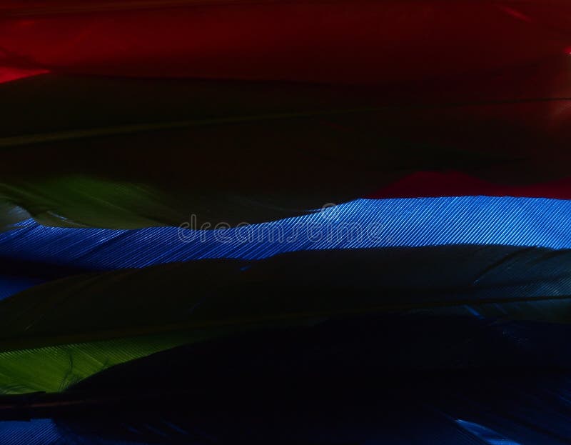 Photo of Multi-colored Feathers. Background Image Stock Photo - Image ...