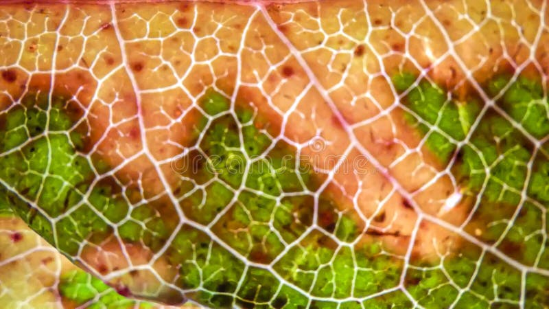 A Leaf of Multi-colored Liquidambar Veins Taken in Macro Stock Image ...