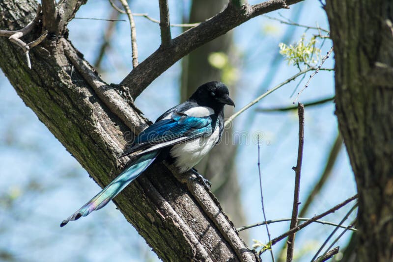 A Multi-colored Magpie that Sits on a Tree Branch and Looks To the Back ...