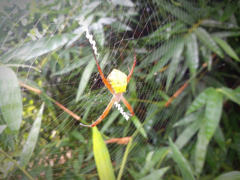 Photo of a Multi-colored Spider Hanging from Its Web-shaped Nest Stock ...