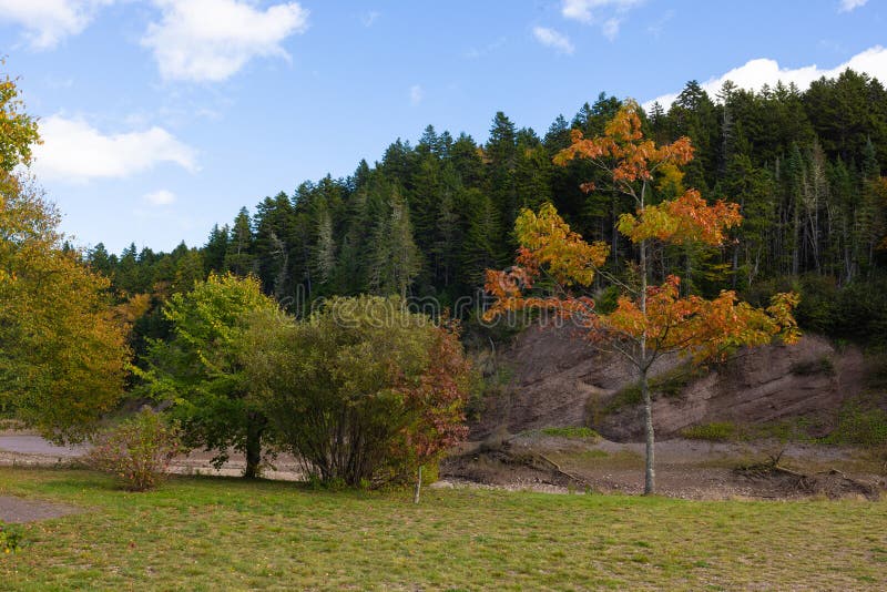 Photo of Multiple Types of Trees and Bushes Maple, Pine Early Fall ...