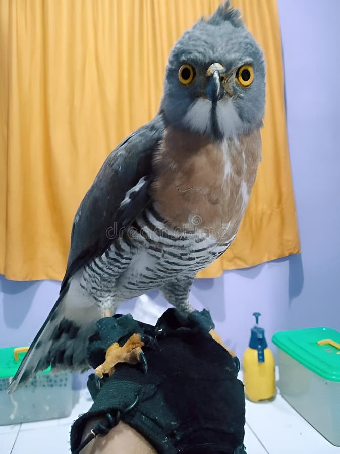 This is a Photo of My Pet Falcon Stock Photo - Image of branch, yellow ...