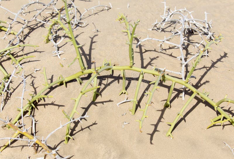 Photo of Nara plant stock photo. Image of landscape - 277462636