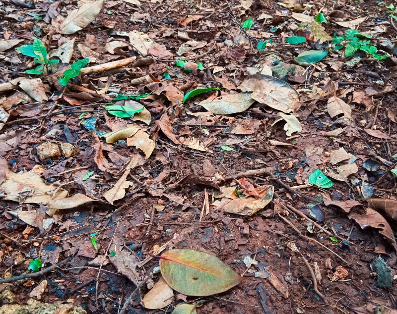 This is a Photo of a Natural Landscape about Fallen Leaves in the ...