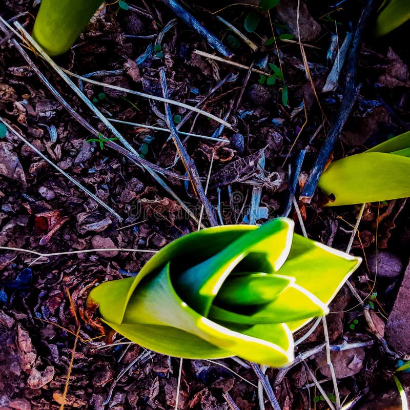 Photo nature n stock photo. Image of plant, grass, jungle - 189172630
