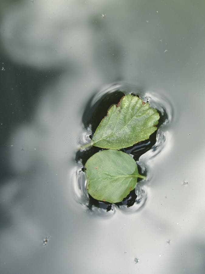 Photo, Nature, Water, Leaf, Green Stock Photo - Image of water, leaf ...