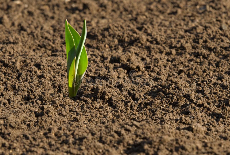 Photo of New Life Beginning. Stock Image - Image of environmental ...