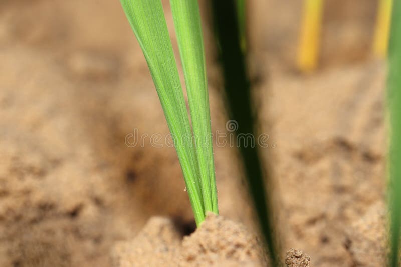 Photo of new wheat leaves stock image. Image of freshness - 205172317