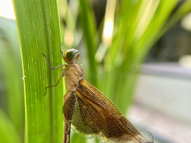 Brown Dragonfly Perched on a Leaf Stock Photo - Image of animal, life ...
