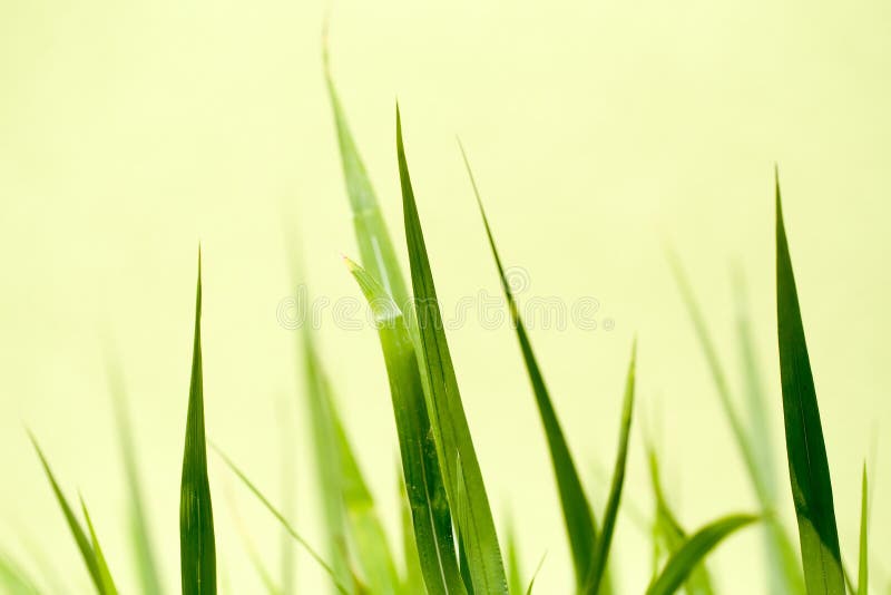 Photo of Nice Grass for Background Stock Photo - Image of field, macro ...