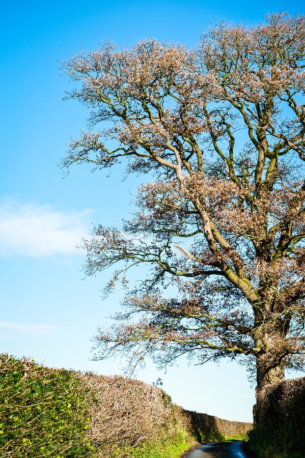 Photo of a Oak Tree Top Shot from Below with Blue Sky Stock Image ...