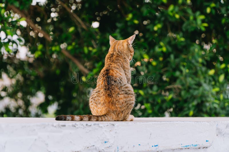 Photo of an offended cat stock image. Image of animals - 320456259
