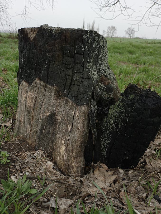 Photo of an Old Burnt-out Stump Stock Image - Image of plant, green ...