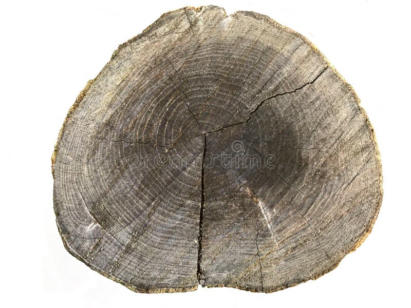 Photo of an Old Decrepit Tree with Cracks in a Cut on a Stock Image ...