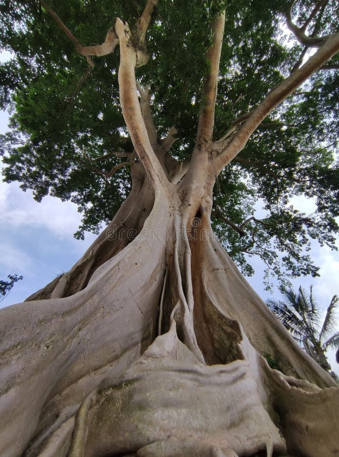 Photo of an Old Tree that is 500 Years OldÂ Stock Photo - Image of ...