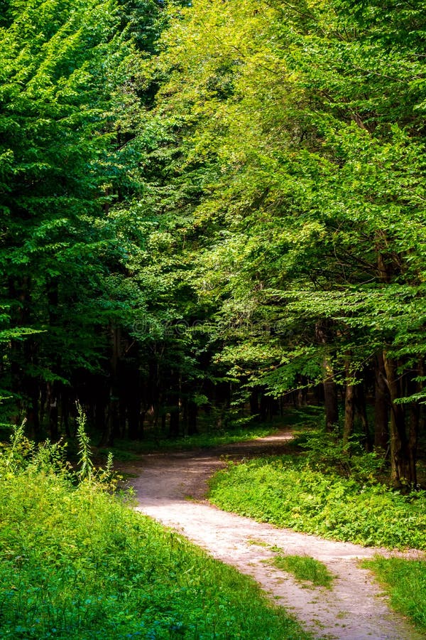 Photo of an Old Trees with Road in a Green Forest Stock Image - Image ...