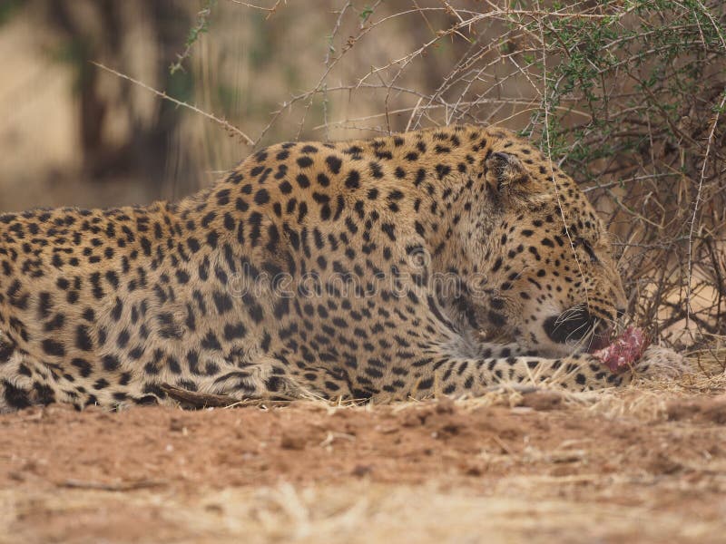 Leopard into the wild stock photo. Image of mammal, wildeness - 135735166