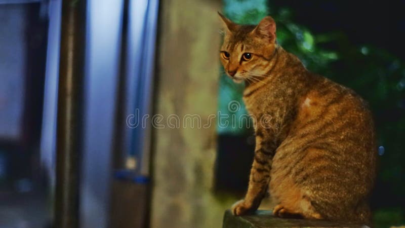 Photo of an Orange Cat Sitting at Night Stock Image - Image of furry ...
