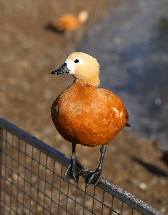 Orange Duck in Profile on Dark Lake Water.Waterfowl Close-up Stock ...