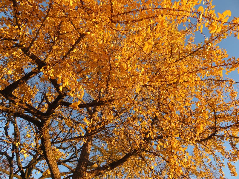 Orange Fall Foliage Canopy in November in Autumn Stock Photo - Image of ...