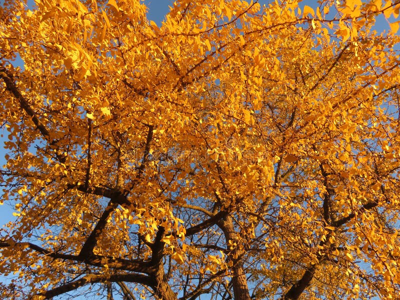 Orange Fall Foliage Tree in December in Autumn Stock Photo - Image of ...