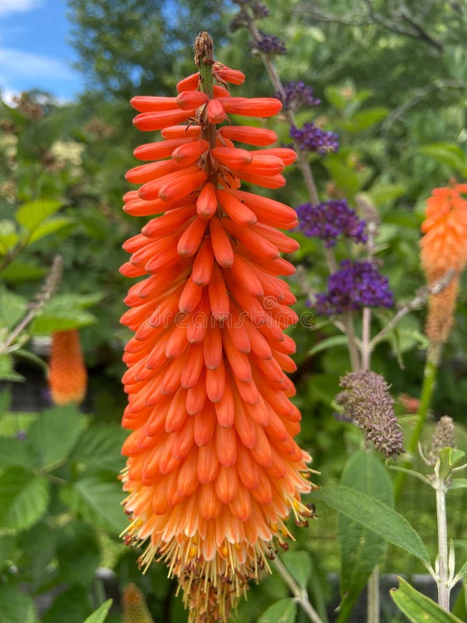 Orange Flowers in the Garden in Spring in June Stock Image - Image of ...