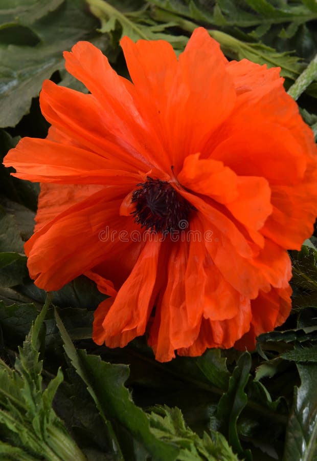 Photo of Orange Poppy on a Background of Leaves Stock Photo - Image of ...