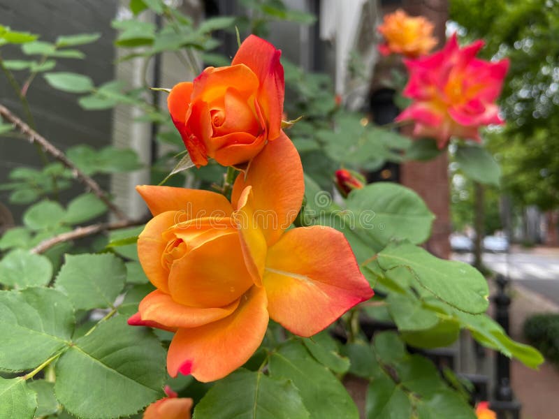 Orange Rose Flowers in Spring in May Stock Image - Image of green ...