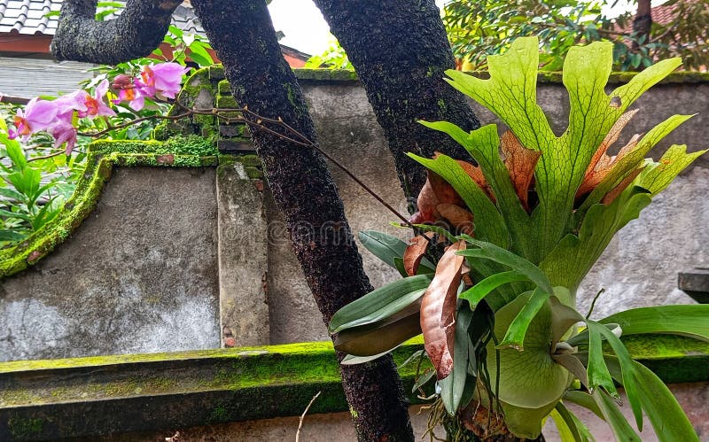 Photo of an Orchid Flower Growing Attached To a Tree Trunk Stock Photo ...