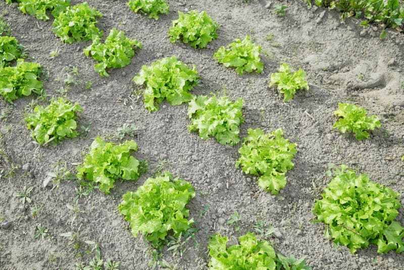 Organic Cos Lettuce Holding by Woman Hand, Vegetables from Local ...