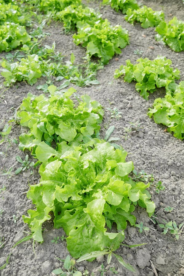 Organic Cos Lettuce Holding by Woman Hand, Vegetables from Local ...