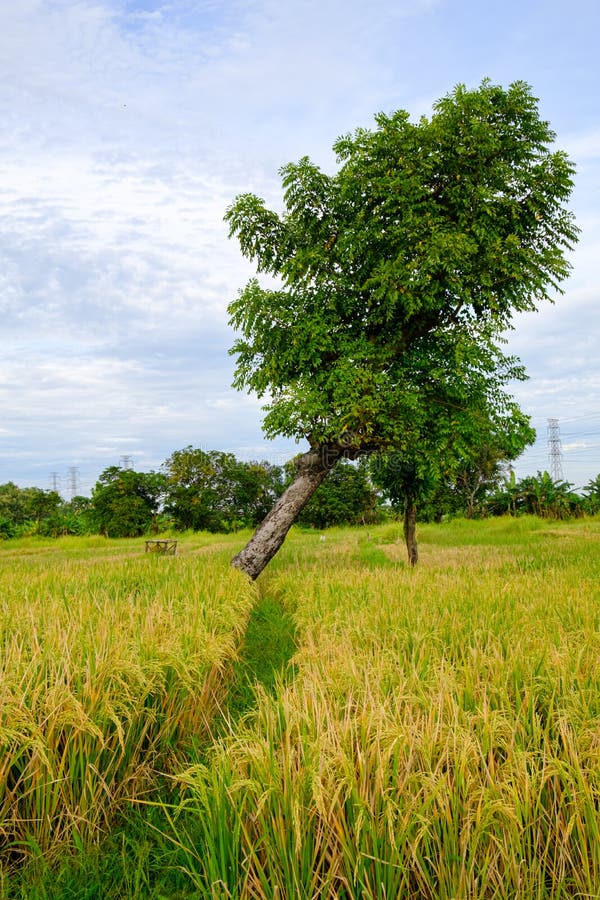 Green Tree on a Diagonal Align Stock Photo - Image of natural ...