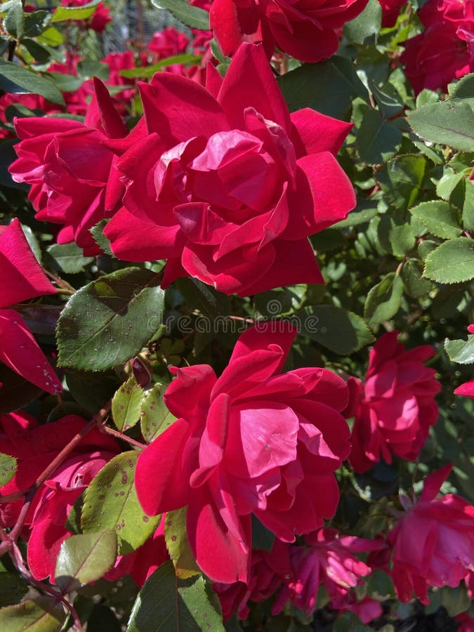 Pair of Red Roses in a Garden in May Stock Photo - Image of flowers ...