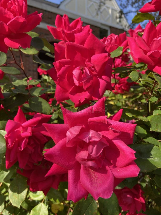Pair of Red Spring Roses on a Sunny Day Stock Image - Image of petals ...