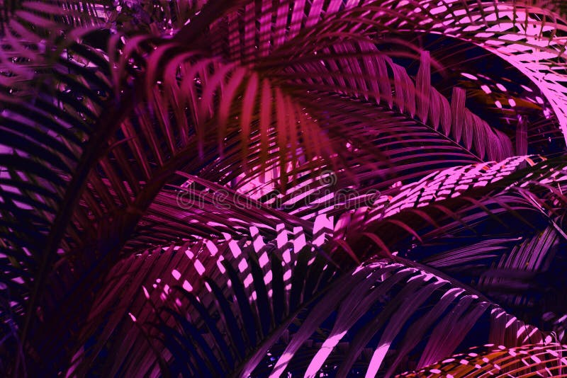 Photo of Palm Leaves in Neon Lighting Stock Photo - Image of paradise ... Photo of Palm Leaves in Neon Lighting Stock Photo - Image of paradise ...
