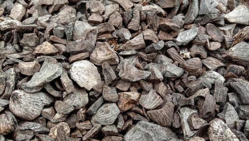 This is a Photo of a Palm Shell Stock Image - Image of palm, plant ...