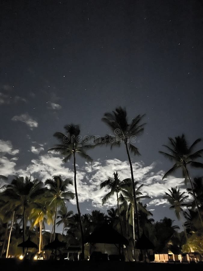 A Photo for a Palm Tree Frame at Night, Lots of Stars Stock Image ...