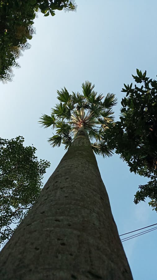 Photo of Pam Tree Under the Blue Sky Stock Photo - Image of blue, green ...