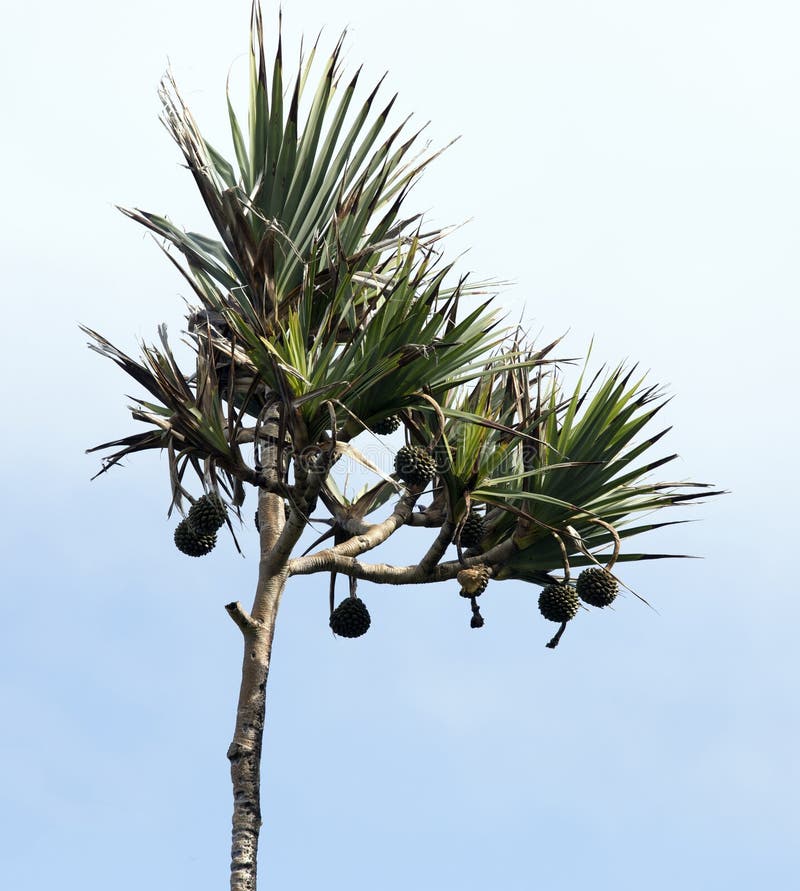 A photo of pandanus tree stock image. Image of ocean - 311769959