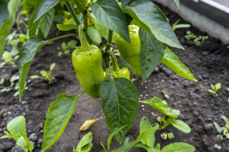 Photo of Paprika Bush in the Garden Stock Photo - Image of nature ...