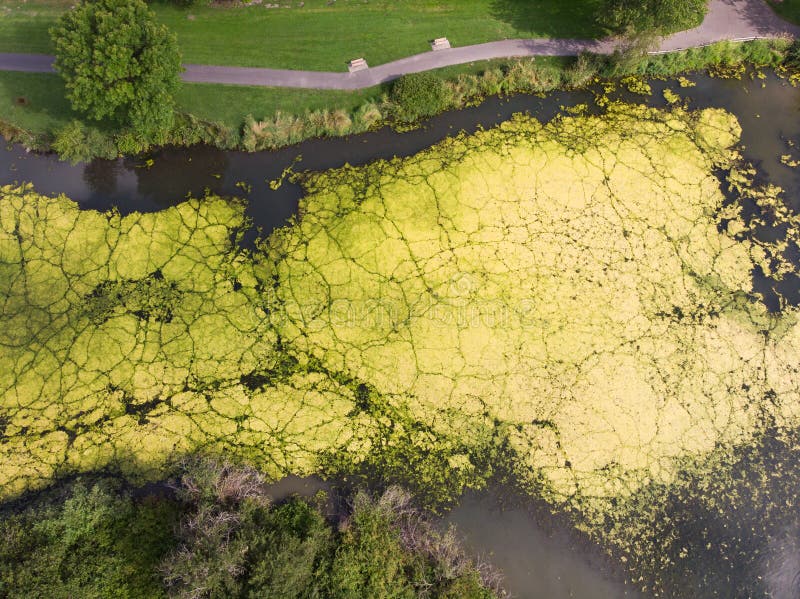 Photo of Park with Lake and Landscape Top View, Texture for Design ...