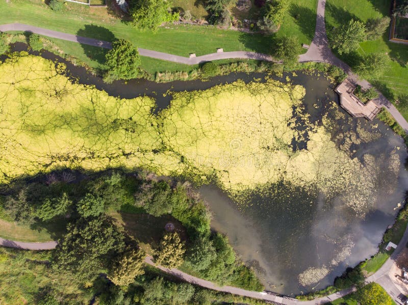 Photo of Park with Lake and Landscape Top View, Texture for Design ...