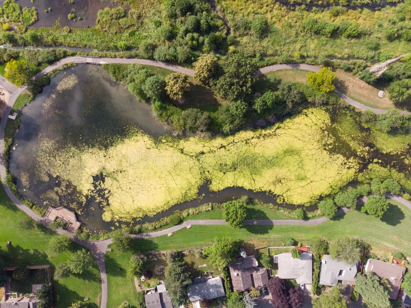 Photo of Park with Lake and Landscape Top View, Texture for Design ...