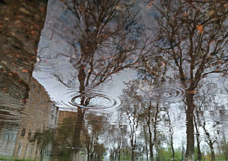 Photo, Park Reflection in a Puddle of Rain. Raindrops Stock Photo ...