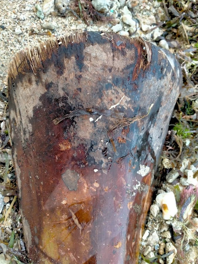 A Part of the Coconut Tree Trunk Stock Photo - Image of nature, grave ...