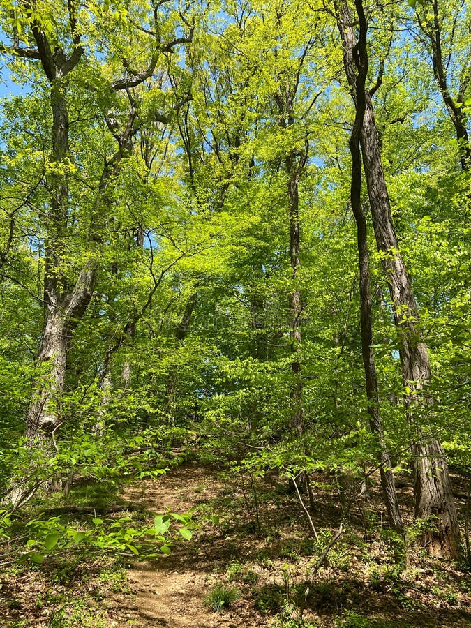 A Walk through the Green Forest in Spring in April Stock Image - Image ...