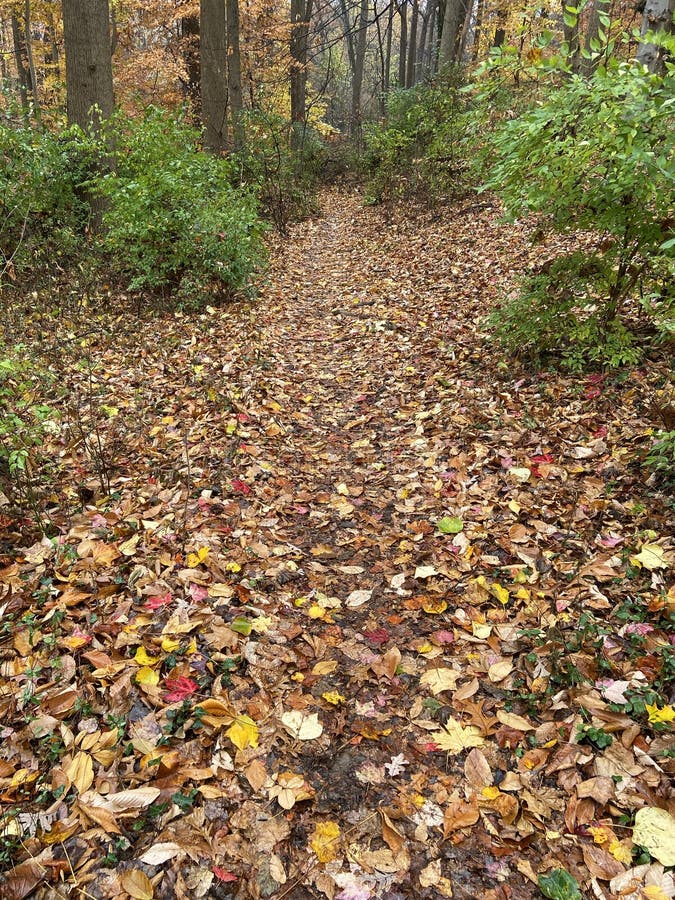 After the Rain Fall Foliage Path Stock Photo - Image of green, foliage ...