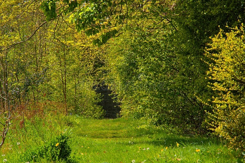 Forest pathway stock image. Image of dublin, europe - 217746503