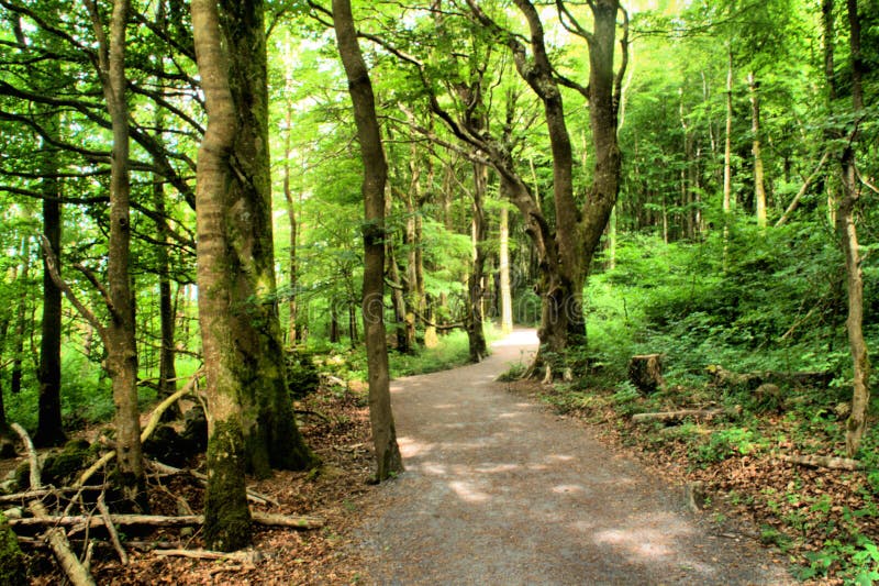 Pathway in Forest stock photo. Image of woods, nature - 244148814