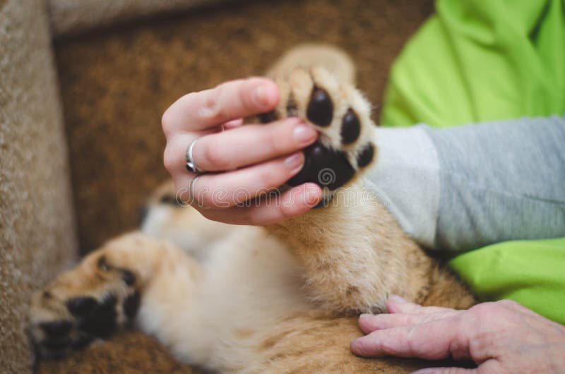 Photo of a Paw of a Lion Cub in a Human Hand Stock Image - Image of ...